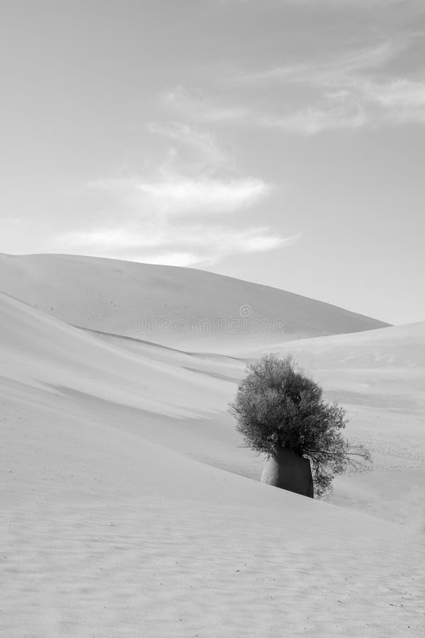 Lonely Tree in Desert Monotone Image Stock Image - Image of tour ...