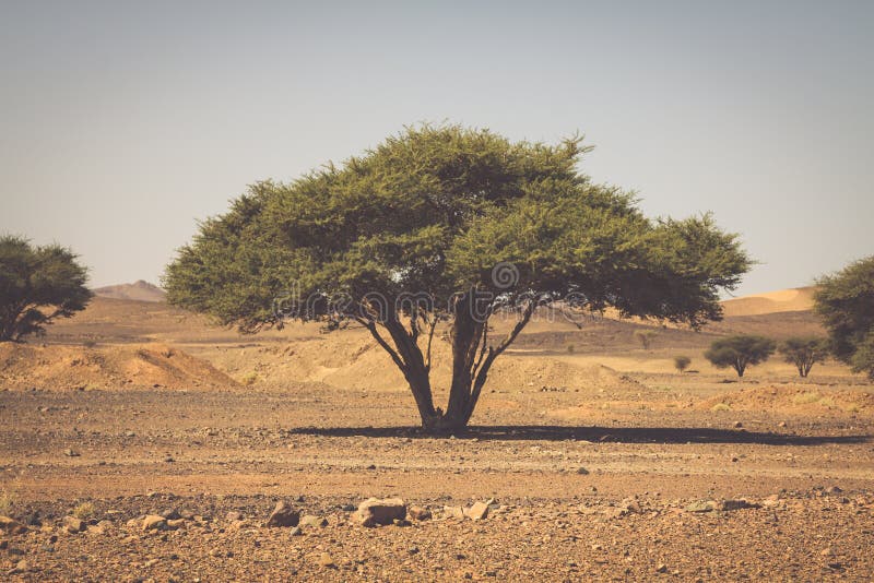 Lonely Tree in Desert Morocco Stock Photo - Image of land, rural: 66911844