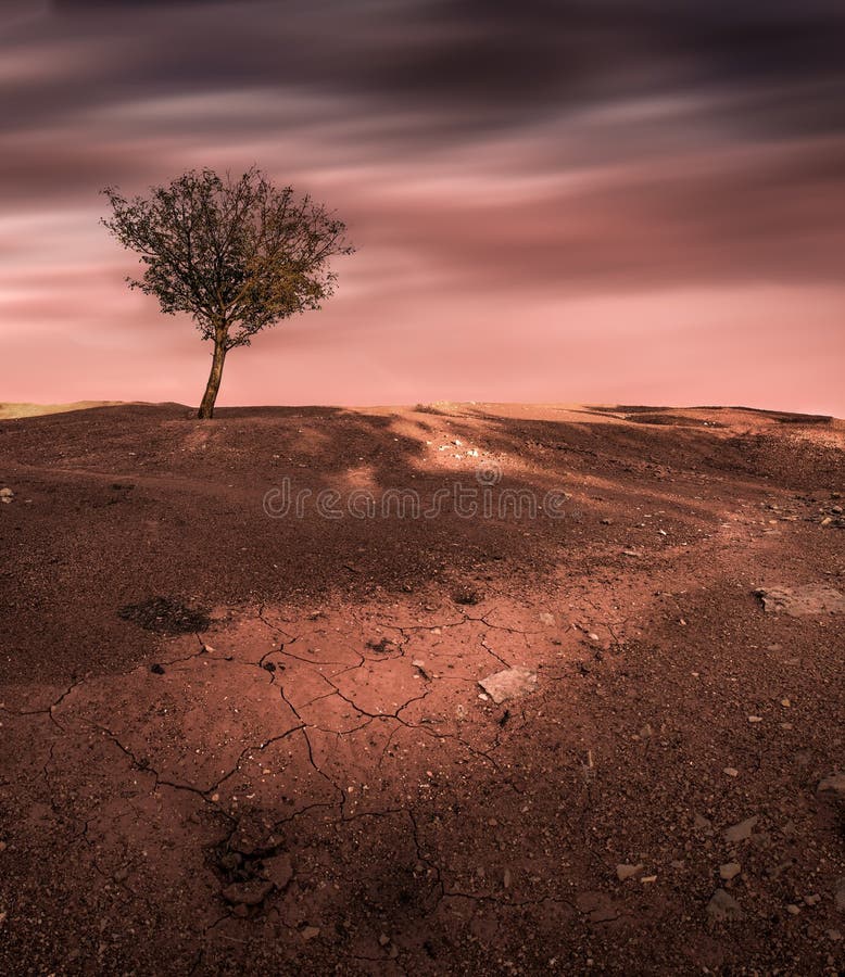 Survivor tree stock photo. Image of rucal, ground, beauty - 131089968