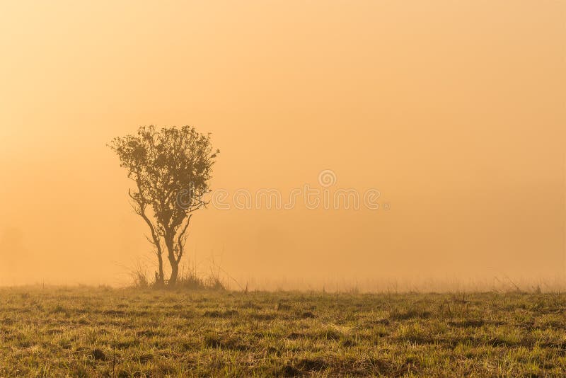 Lonely Tree in Early Spring Frosty Morning Mist at Sunrise Stock Photo ...