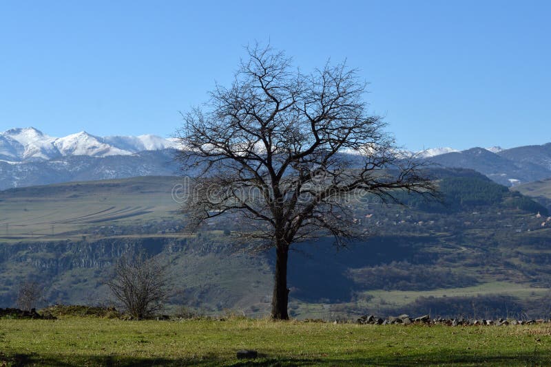 A Lonely Tree on the Edge of a Canyon Stock Image - Image of edge ...