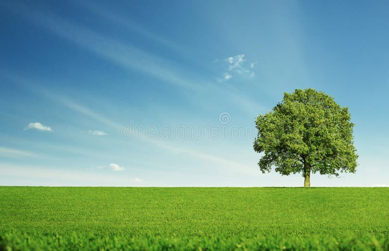 Lonely tree stock image. Image of lonely, plain, nature - 34718407
