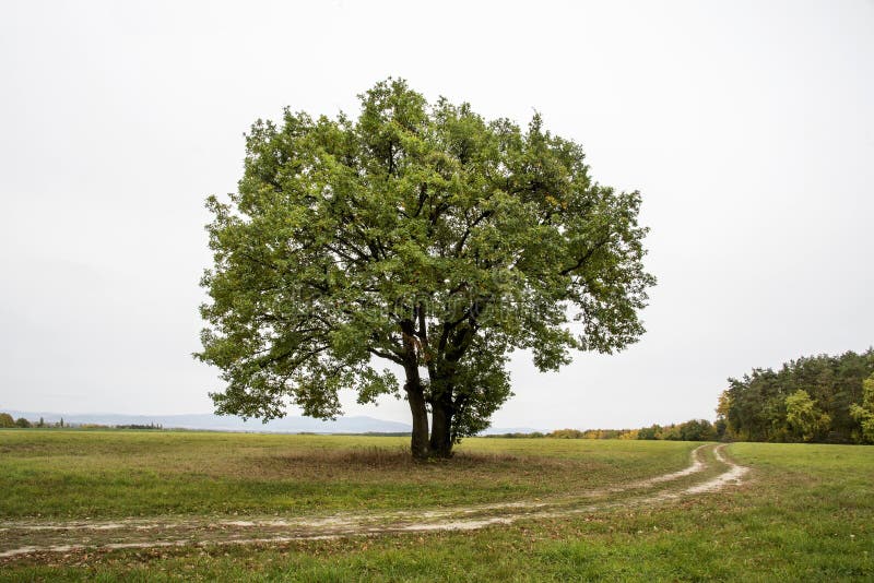 Lonely Tree at the Empty Green Field Stock Photo - Image of lonely ...