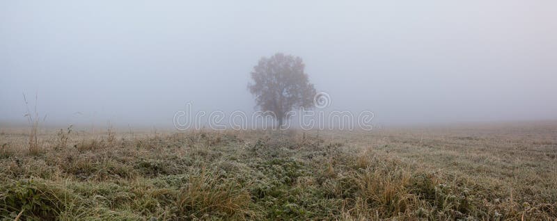 Lonely Tree on the Empty Pasture in the Morning Mist Stock Photo ...