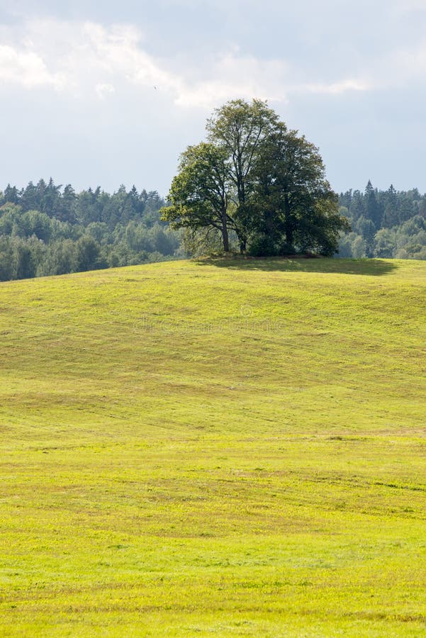 Lonely Tree Far in the Yellow Field Stock Photo - Image of tree ... Lonely Tree Far in the Yellow Field Stock Photo - Image of tree ...
