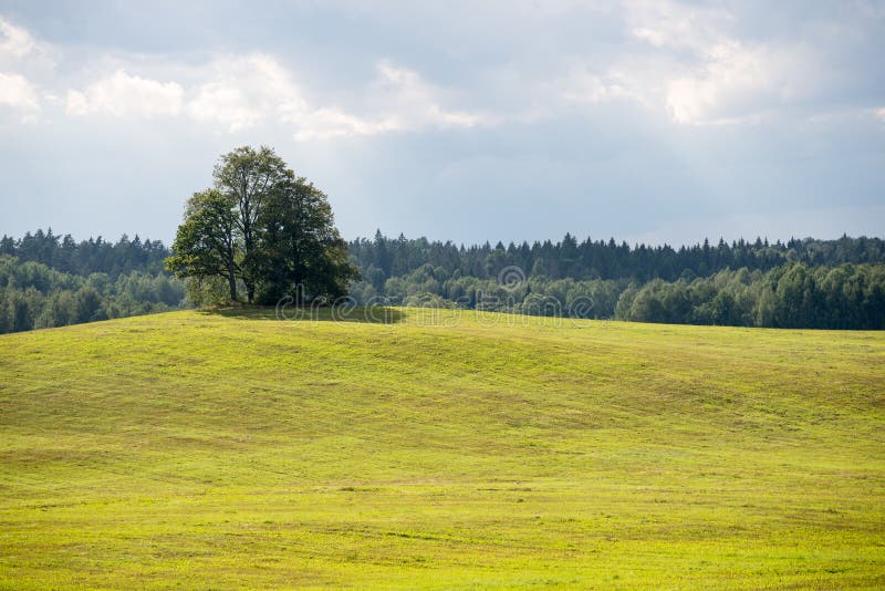 Lonely Tree Far in the Yellow Field Stock Photo - Image of meadow, tree ... Lonely Tree Far in the Yellow Field Stock Photo - Image of meadow, tree ...