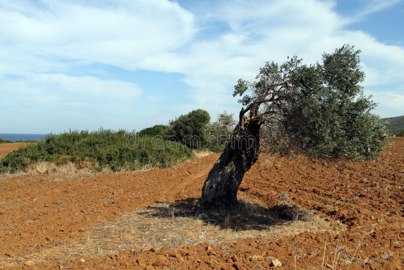Lonely tree stock photo. Image of cloud, farm, wind, agriculture - 29872816