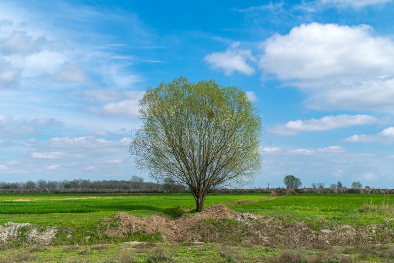 Lonely Tree on a Farm Field in Spring Time Stock Photo - Image of green ...