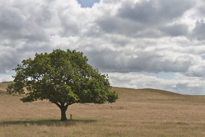 Lonely Tree in the Field stock photo. Image of clouds - 19596562