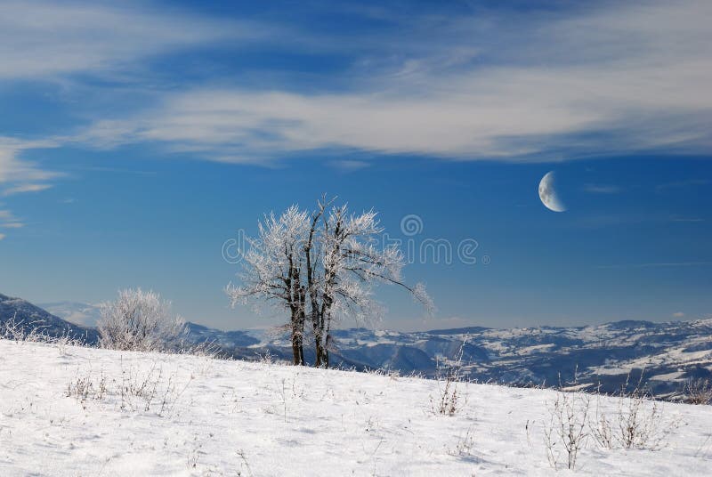 Spruce Tree on a Hillside in Springtime at Night Stock Image - Image of ...