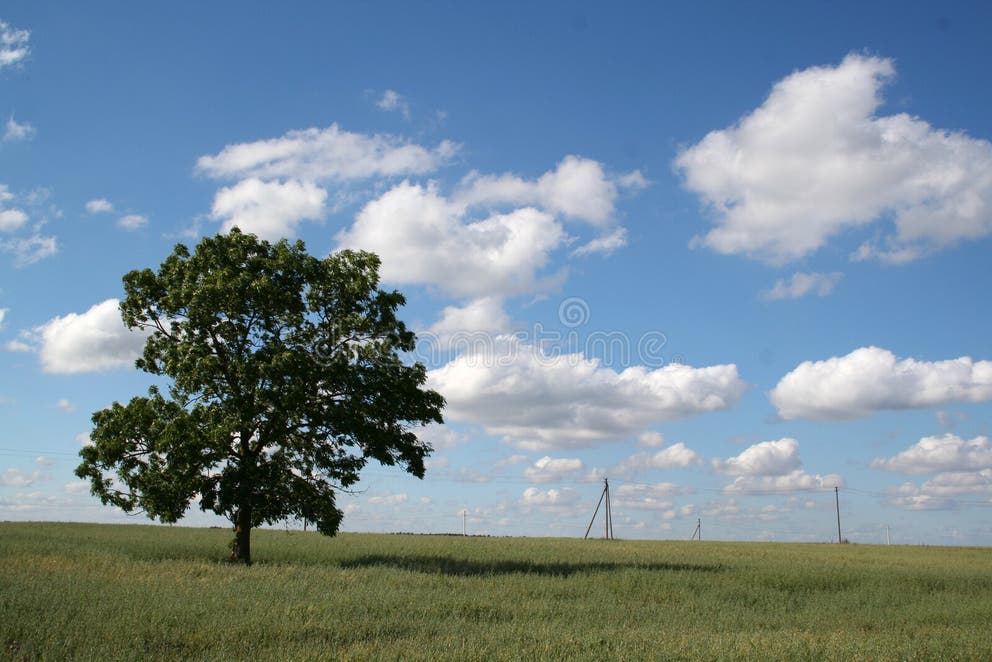 Lonely tree in field stock image. Image of tree, shadow - 394209