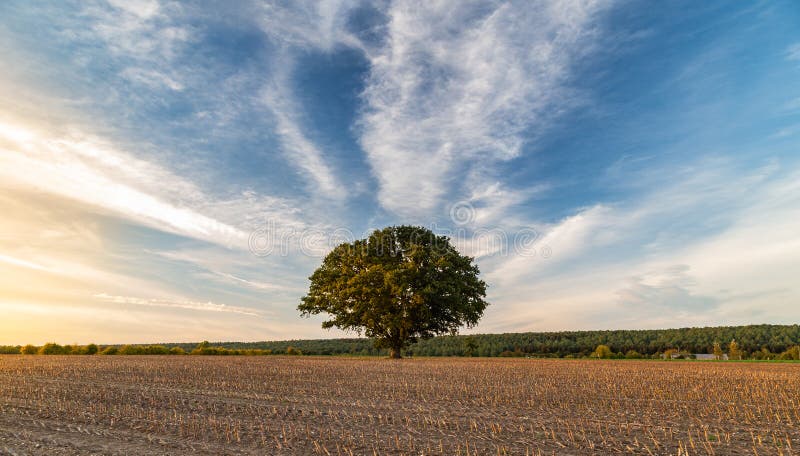 Lonely tree in a field stock photo. Image of clouds - 185020562