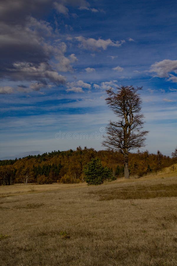 Lonely tree in field stock image. Image of lonely, bluesky - 163470335