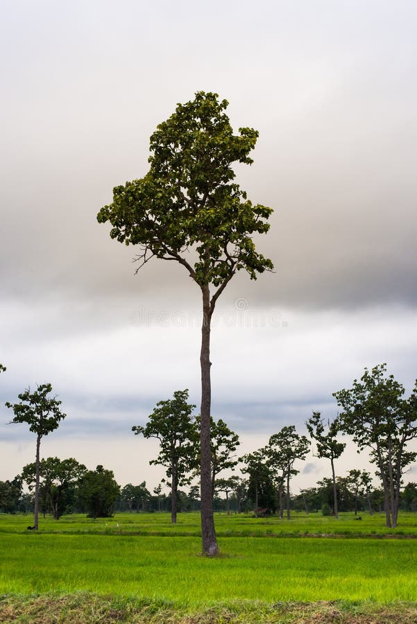 Lonely Tree on Field at Dawn Stock Image - Image of deciduous, evening ...