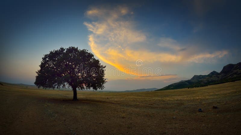 Lonely Tree on Field at Dawn Stock Image - Image of misty, dawn: 65549971