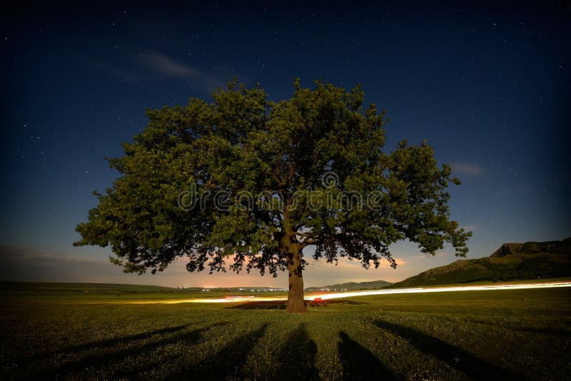 Lonely tree on field stock photo. Image of field, scenery - 24563772