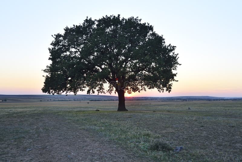 Lonely Tree on Field at Dawn, Macin, Romania Stock Image - Image of ...