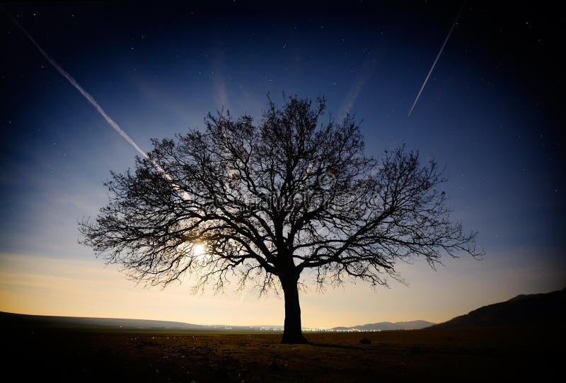 Lonely Tree on Field at Dawn Stock Image - Image of bright, foggy: 40074915