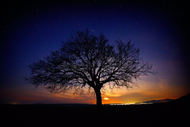 Lonely Tree on Field at Dawn Stock Image - Image of misty, dawn: 65549971