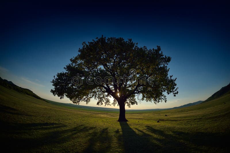 Lonely Tree on Field at Dawn Stock Photo - Image of rural, landscape ...