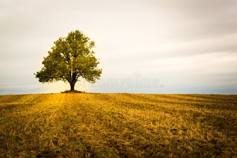 Lonely tree on a field stock image. Image of grass, beauty - 82525015