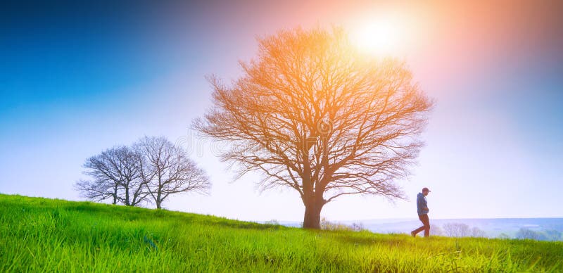 Lonely Tree on a Field of Grass in Spring with Beautiful Bright Stock ...