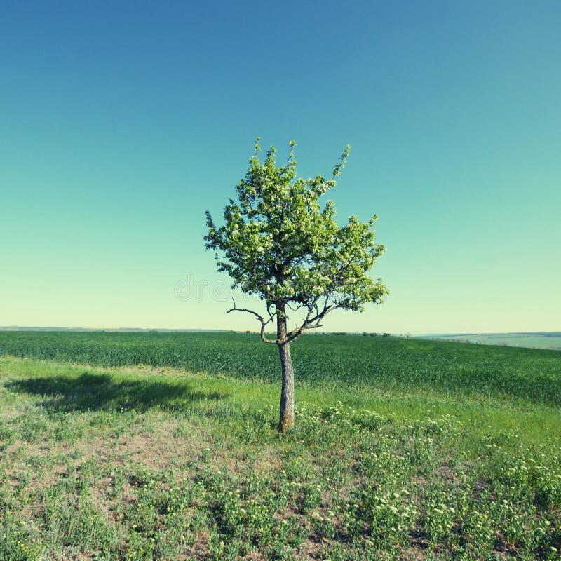 Lonely tree in field stock photo. Image of flower, farm - 76384770