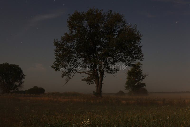 Lonely tree in the field stock image. Image of autumn - 59811477