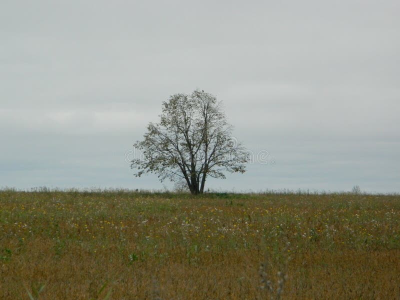 Lonely Tree in a Field in the Late Evening Stock Photo - Image of ...