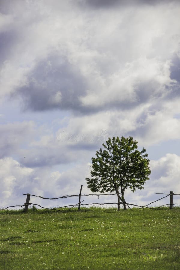 Lonely tree in the field stock image. Image of rural - 93367639