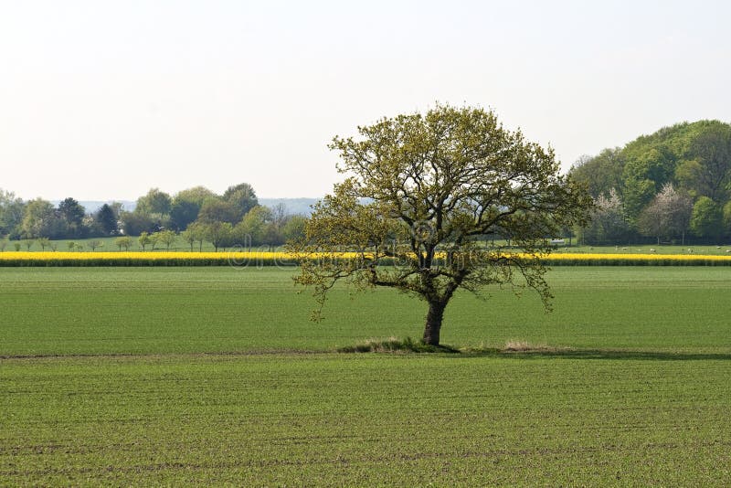 Lonely Tree in the Field stock photo. Image of environment - 91237382