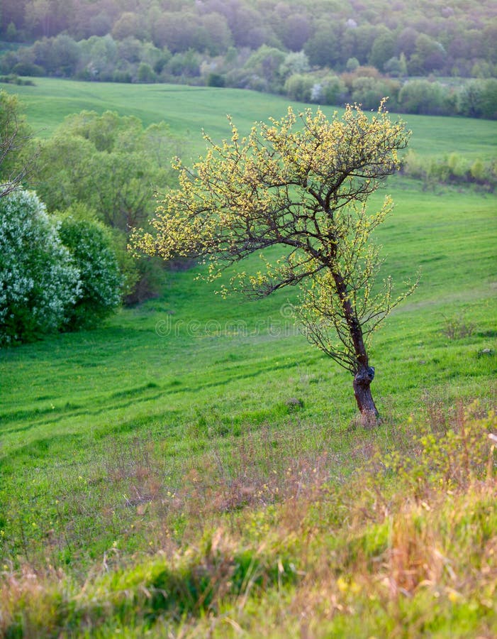 Lone tree and clouds stock image. Image of sunrise, clouds - 61447657