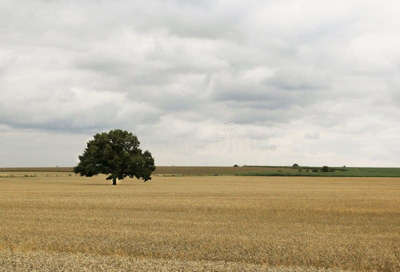 Lonely Tree in Field before Storm Stock Photo - Image of meadow, lawn ...