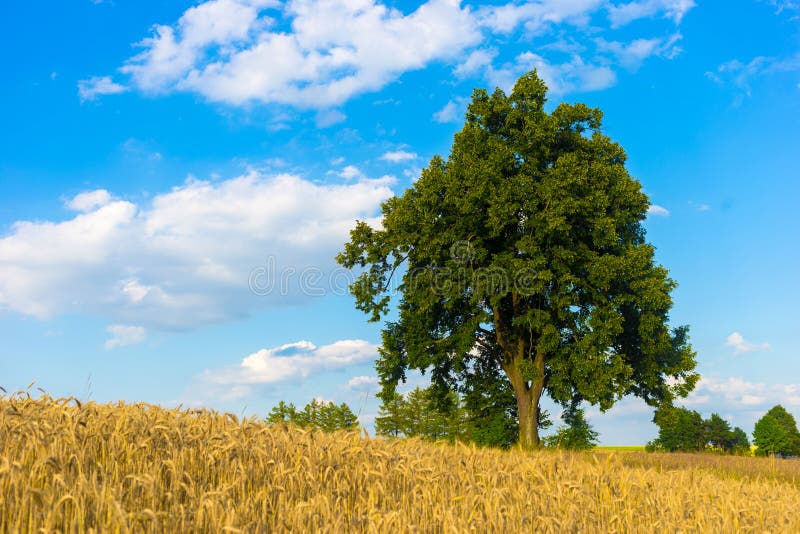 Lonely Tree on the Field in Summer Day Stock Image - Image of view ...