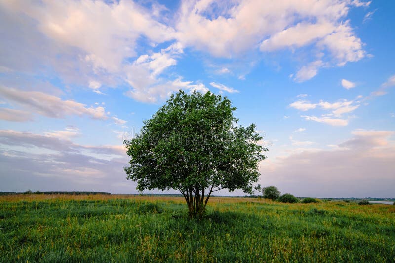 Lonely Tree in Field with Sunlight Stock Photo - Image of outdoor ...