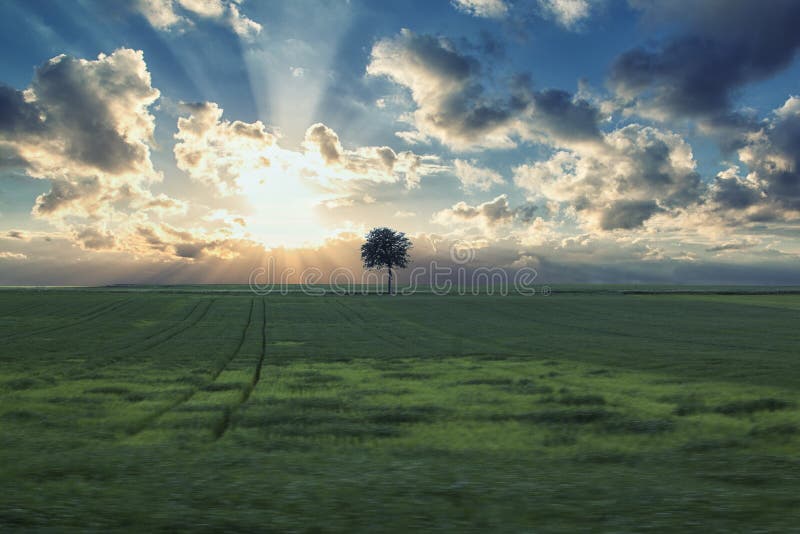 Lonely Tree in Field with Sunset Stock Image - Image of grass, field ...