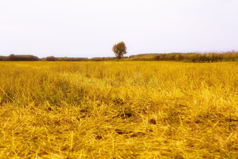 A Lonely Tree in the Fields Stock Photo - Image of agriculture, field ...