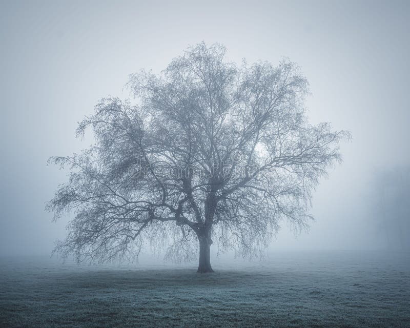 Lonely tree in the fog stock photo. Image of morning - 260547512