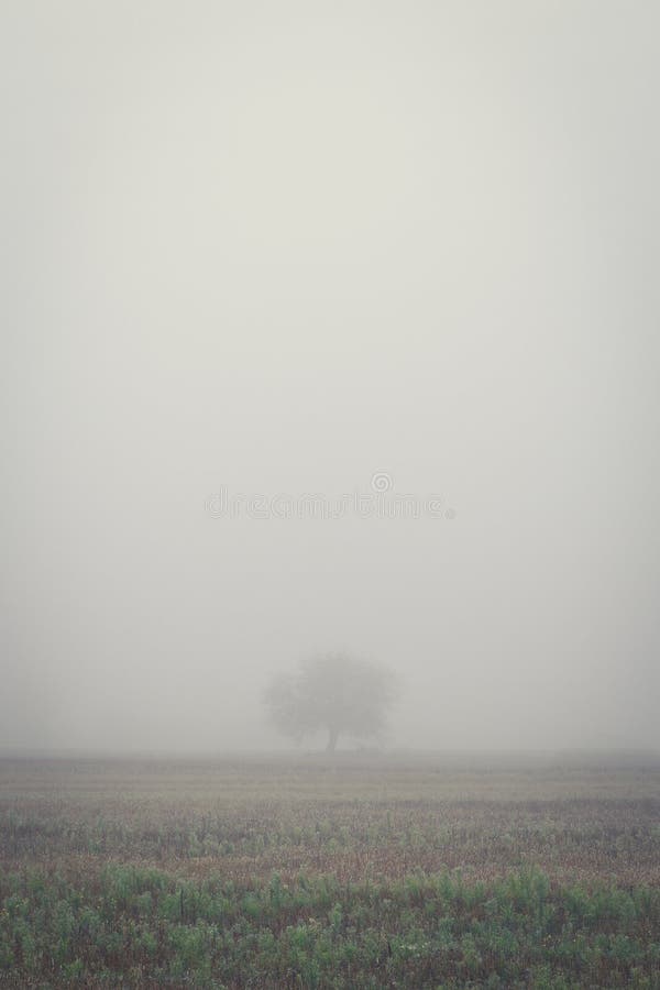 Lonely tree in fog stock photo. Image of enfold, farmland - 204102502