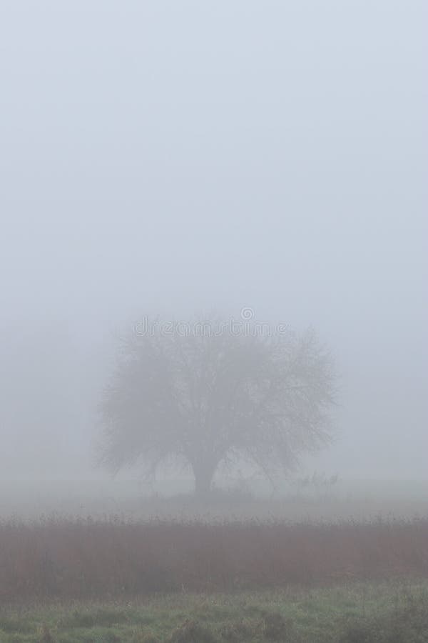 Lonely tree in fog stock image. Image of natural, ground - 236305519