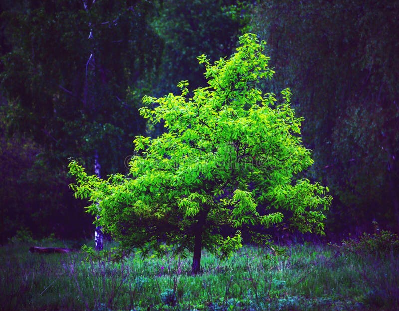Lonely tree in the forest stock photo. Image of nsmall - 147280460