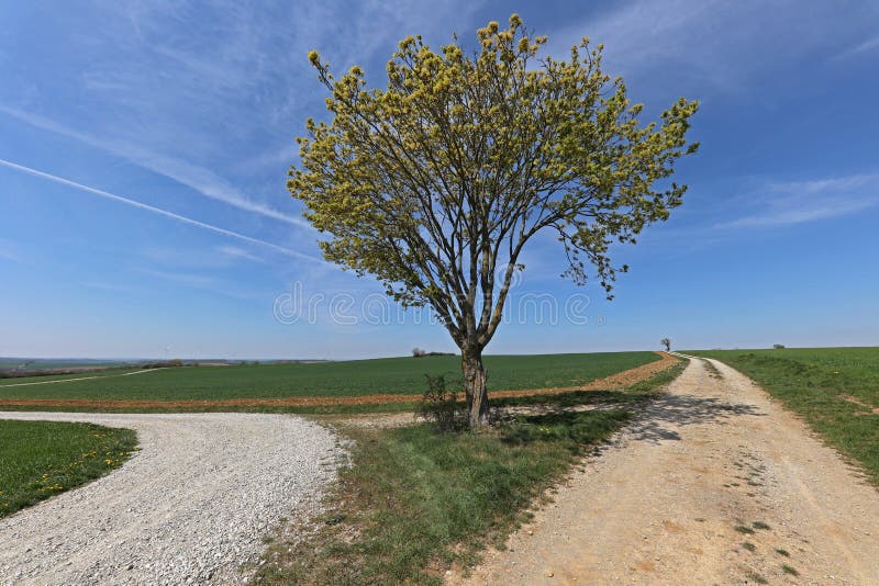 A Lonely Tree at a Fork in the Road Stock Photo - Image of travel ...