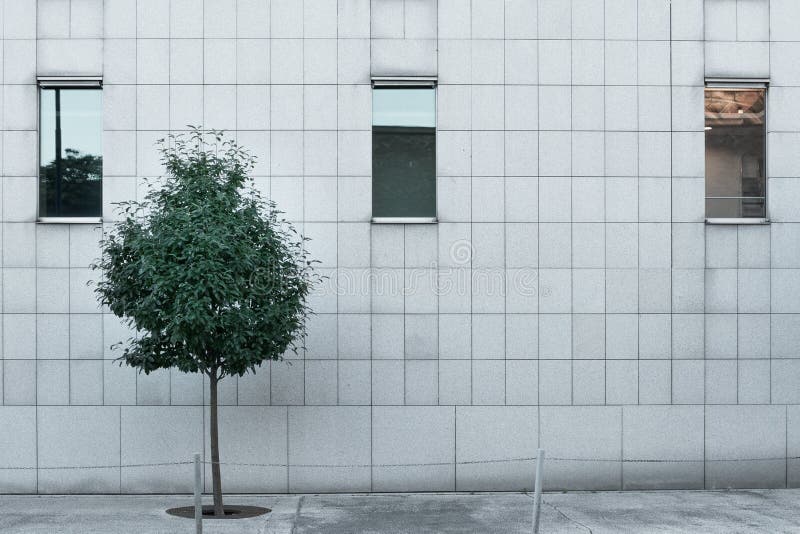 Lonely Tree in Front of a White Modern Building with Three Windows ...
