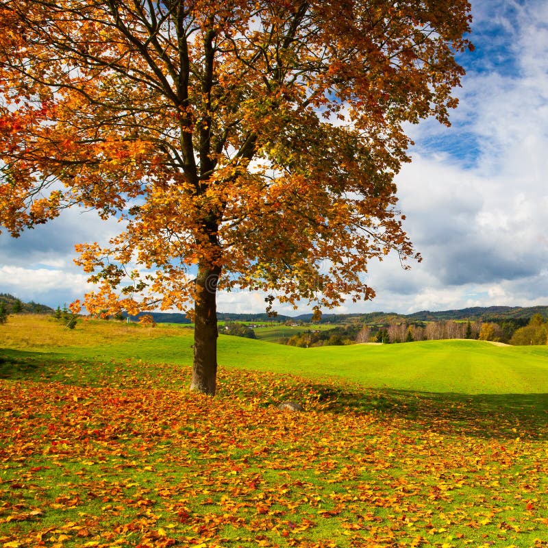 Lonely Tree on a Golf Course in Autumn Stock Photo - Image of golfer ...