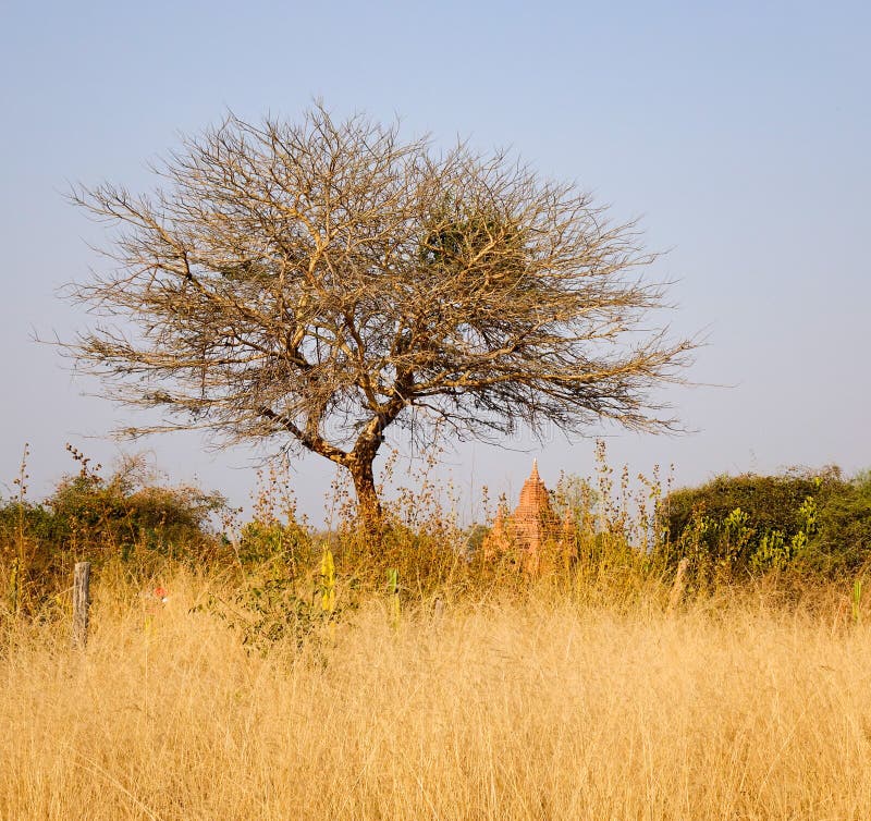 Lonely Tree with Grass Field in Bagan, Myanmar Stock Image - Image of ...