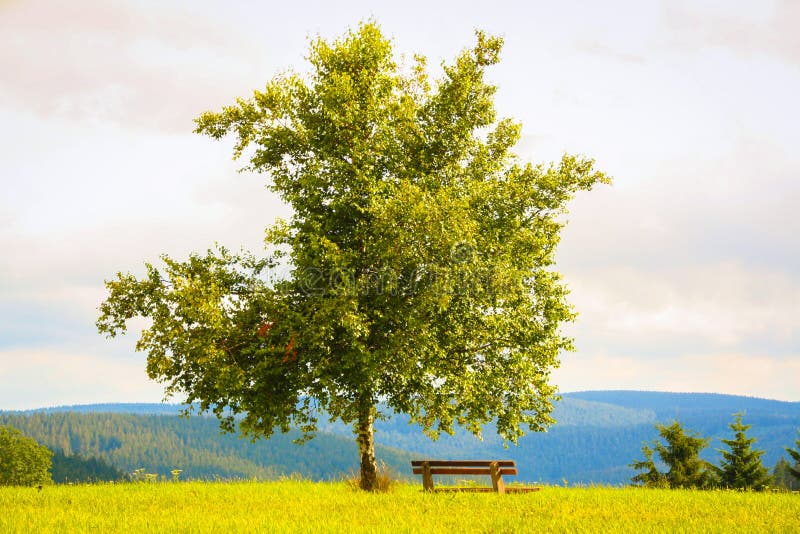 Lonely Tree in a Green Field Stock Photo - Image of hill, field: 111090086