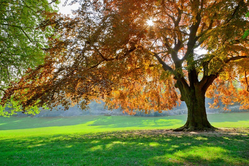 Lonely Tree on a Green Lawn. Park on a Sunny Day Stock Image - Image of ...