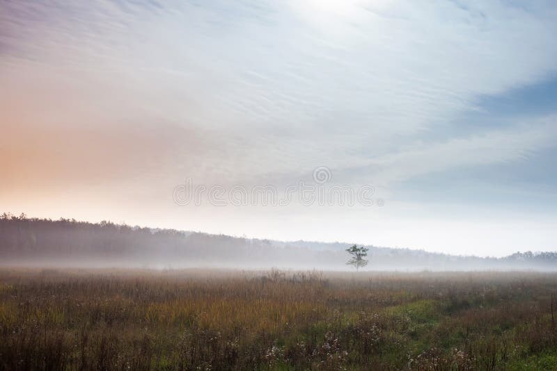 Lonely Tree on the Ground with Morning Mist Stock Photo - Image of ...