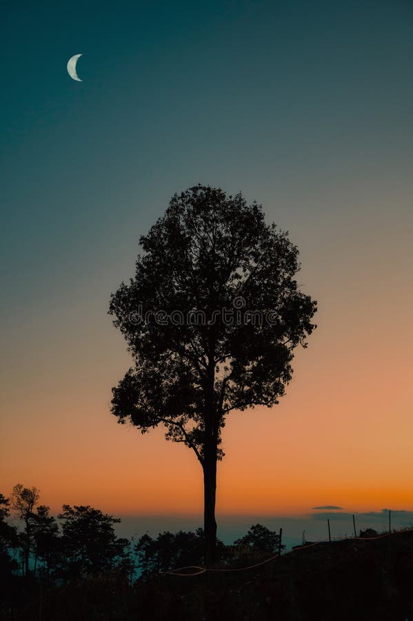 Lonely Tree Growing on the Mountain with the Moon in the Sunset Stock ...