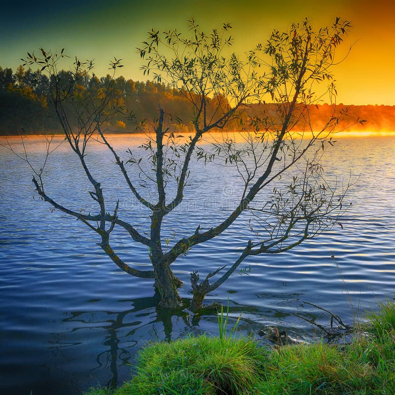 Lonely Tree Growing in a Pond at Sunrise. Stock Photo - Image of ...
